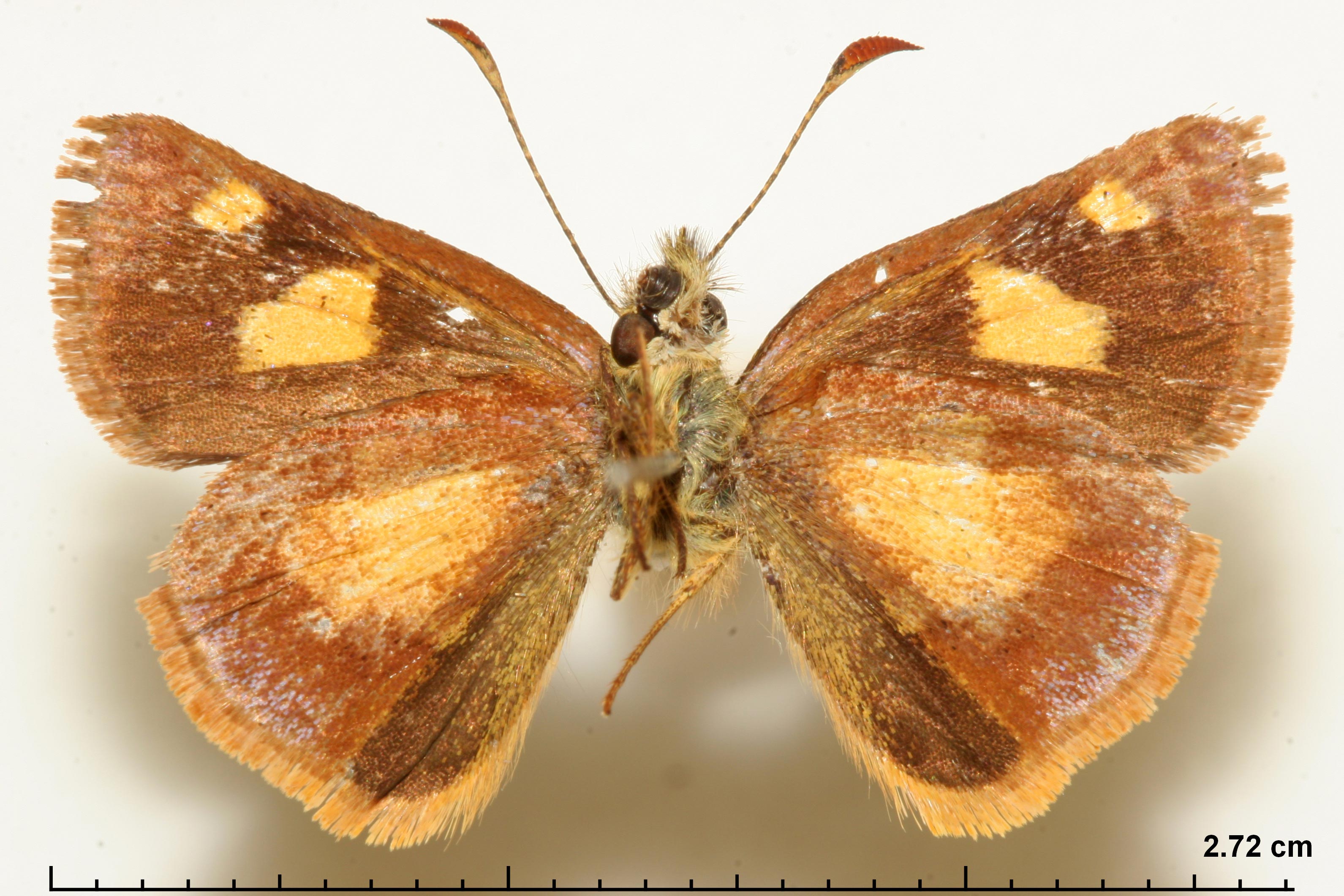 Ladda simplicis (type specimens)